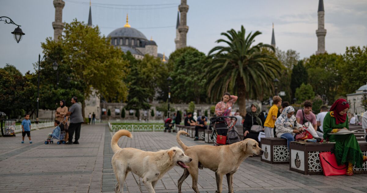 Stray Dogs, Cats Cared for in Istanbul | NTD