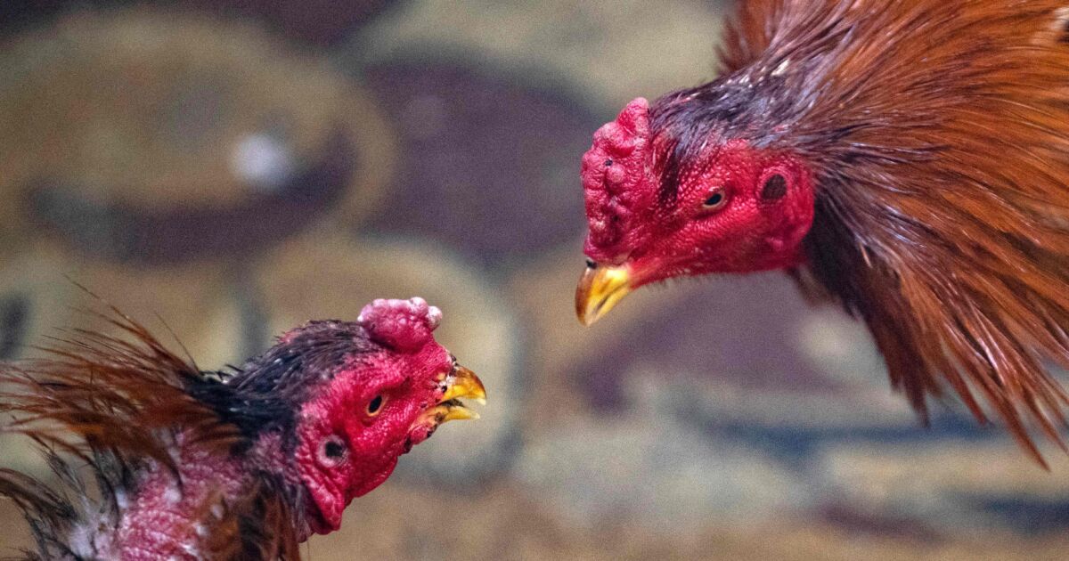 Police Say 5 People Shot, 2 Dead at Cockfight in Honolulu | NTD