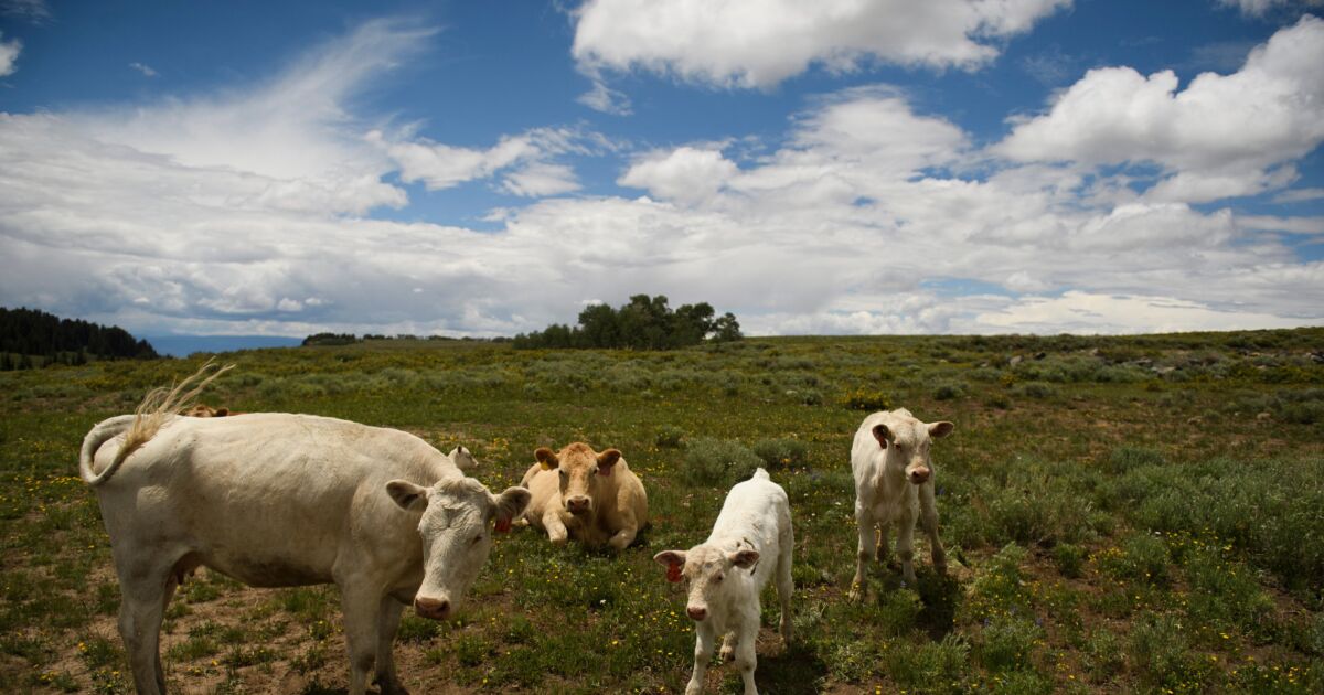 Indiana Farm’s Quest for Regenerative Farming | NTD