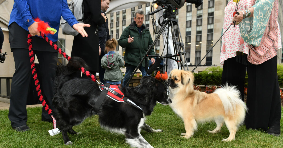 Dog Trainers Gear Up for Westminster Dog Show | NTD