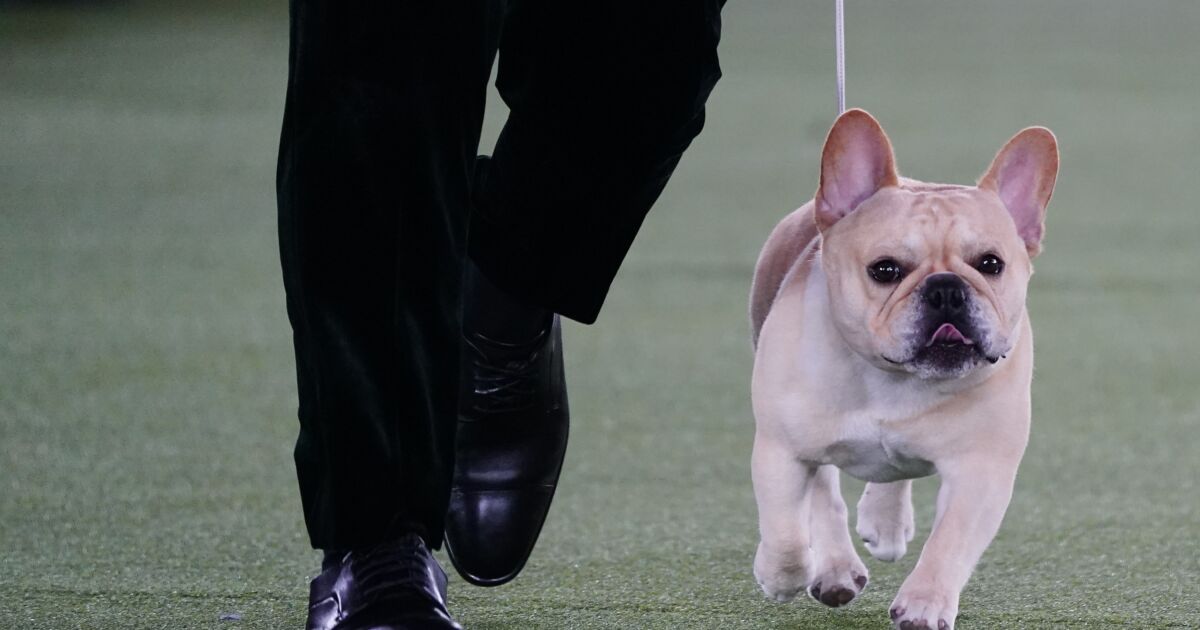 The Frenchie Becomes a Favorite—and a Dog-Show Contender | NTD