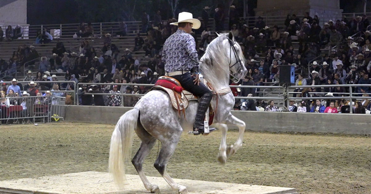 Spanish Dancing Horse Show Returns to Los Angeles | NTD