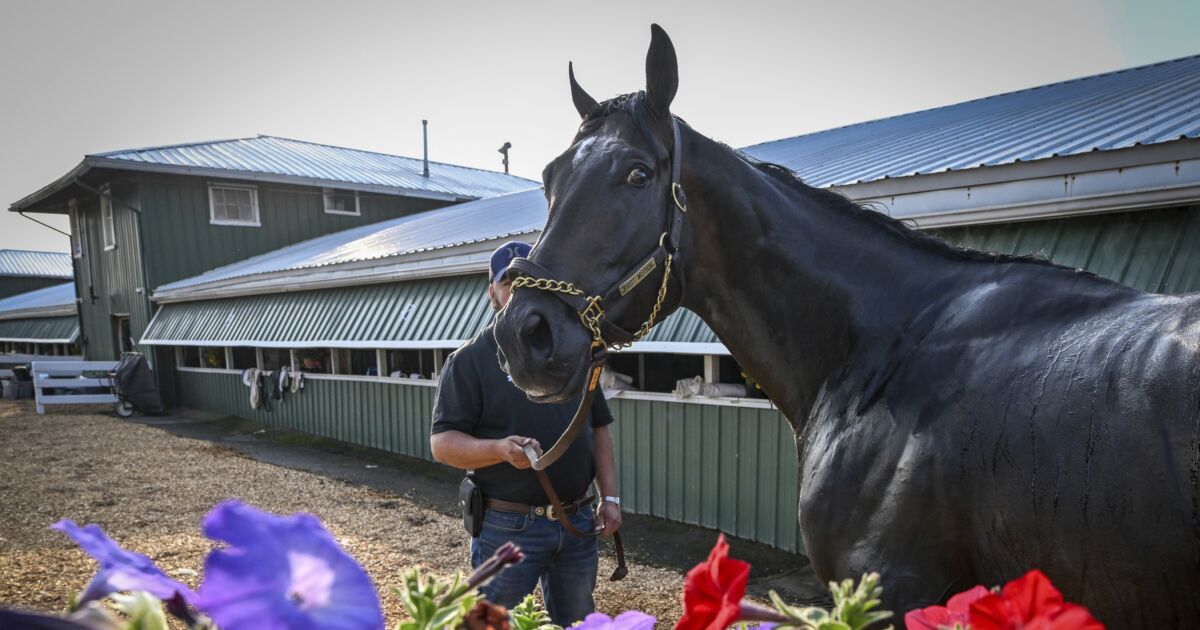 First Mission Scratched From Preakness by Vet 36 Hours Before Triple ...
