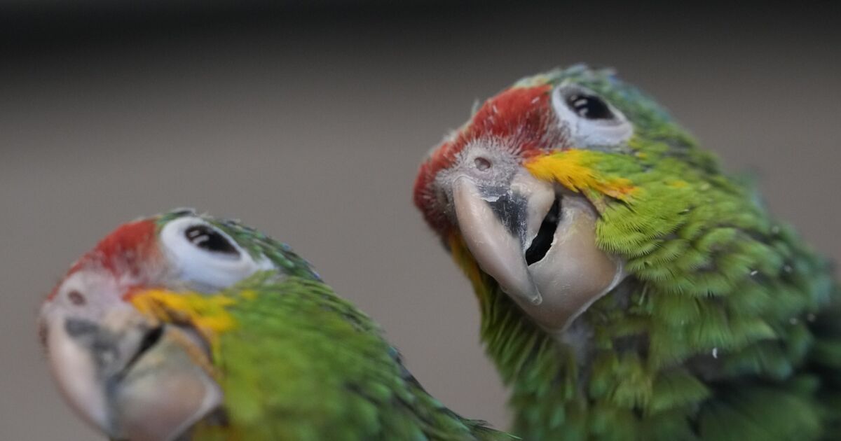 Chirping Sounds Lead Airport Officials to Bag Filled With Smuggled ...