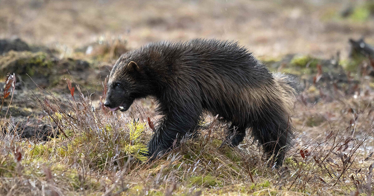 Rare Wolverine Spotted In California, 2nd Sighting in 100 Years | NTD