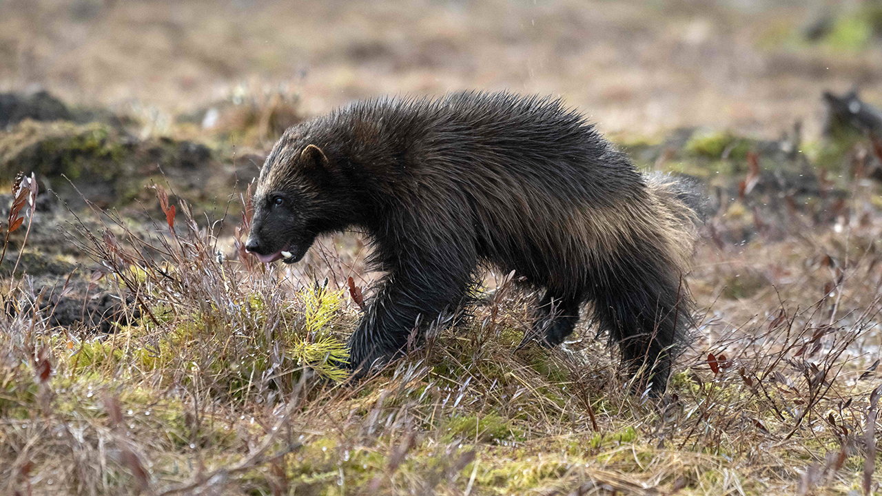 Rare Wolverine Spotted In California, 2nd Sighting in 100 Years | NTD