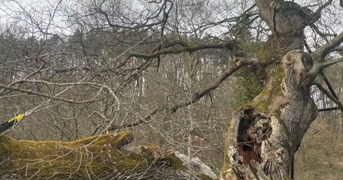 Community Raises Money to Preserve 1,000-Year-Old Tree | NTD