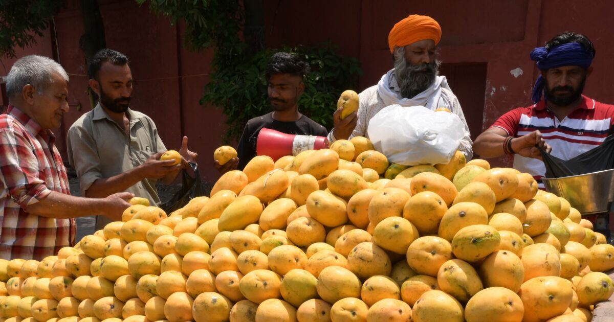 The Magnificent Mango: Tasty and Healthy | NTD