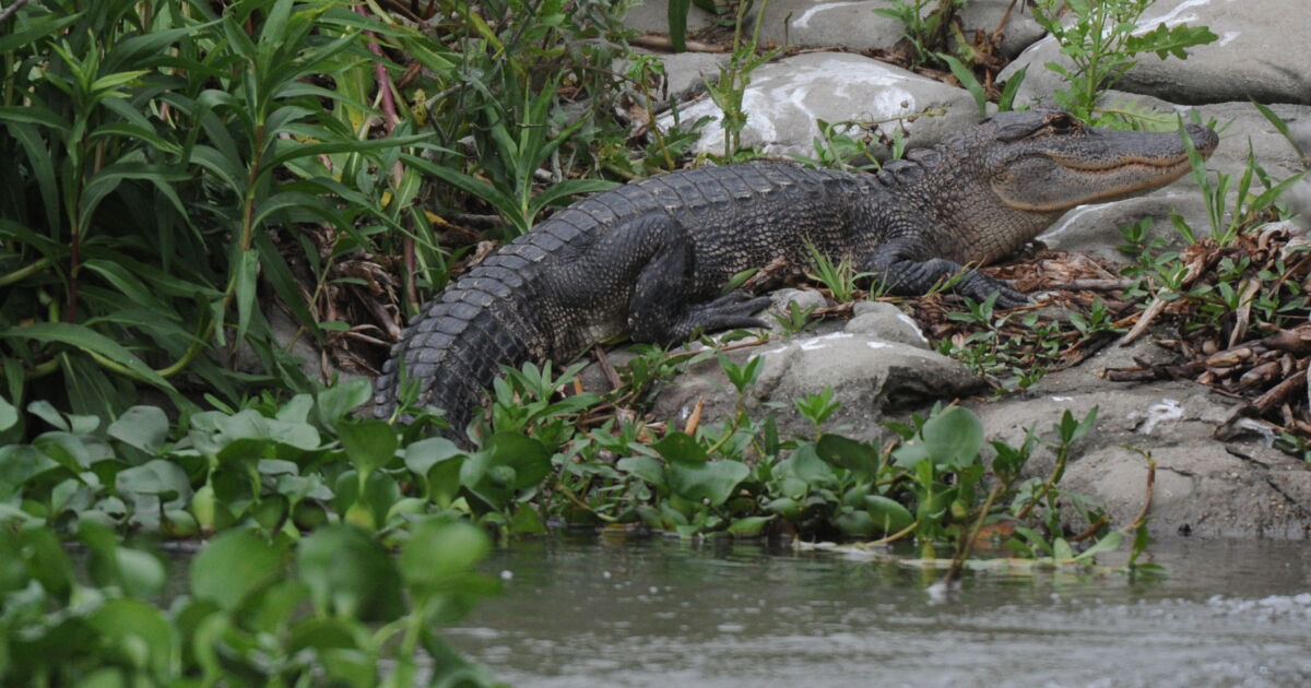 South Carolina Woman Dies After Alligator Attack Near Golf Course ...