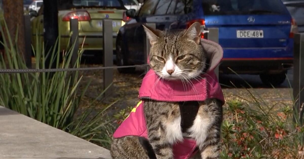 Cool Cat Heals Post-Traumatic Disorder | NTD