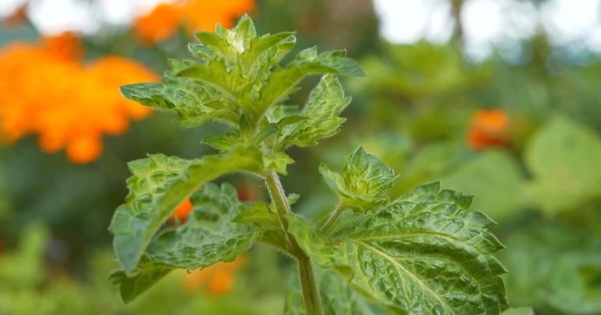 Peppermint: First Aid for Nausea, Headache, Constipation, and More | NTD
