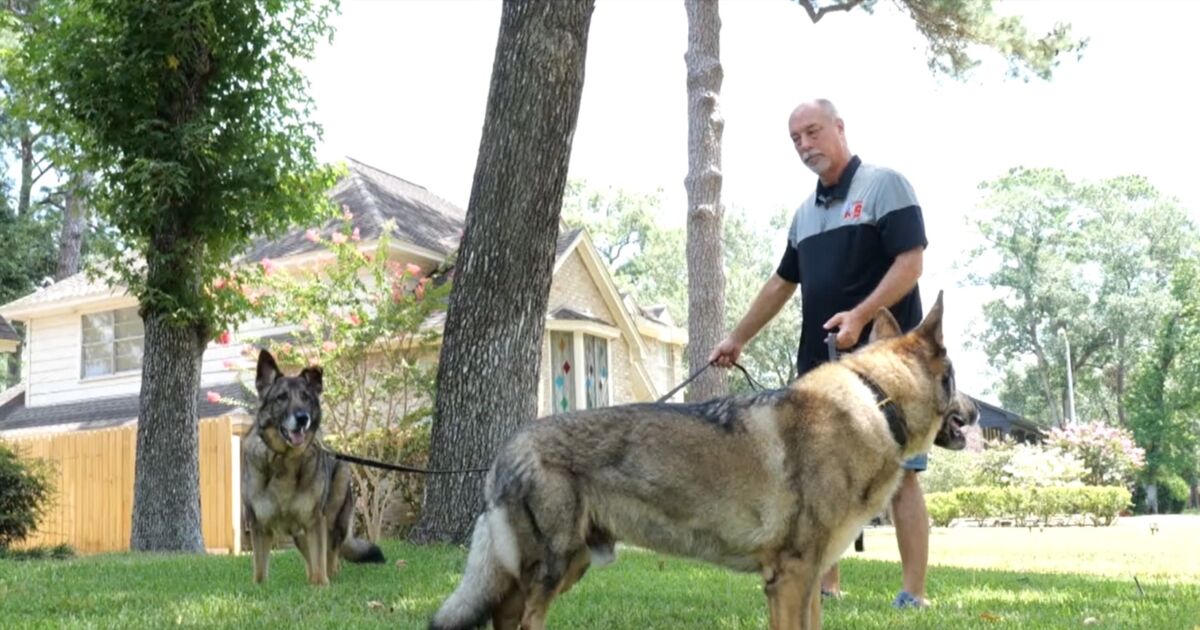 Mission K9 Rescue Saves Military Working Dogs, Retired Military Dogs ...