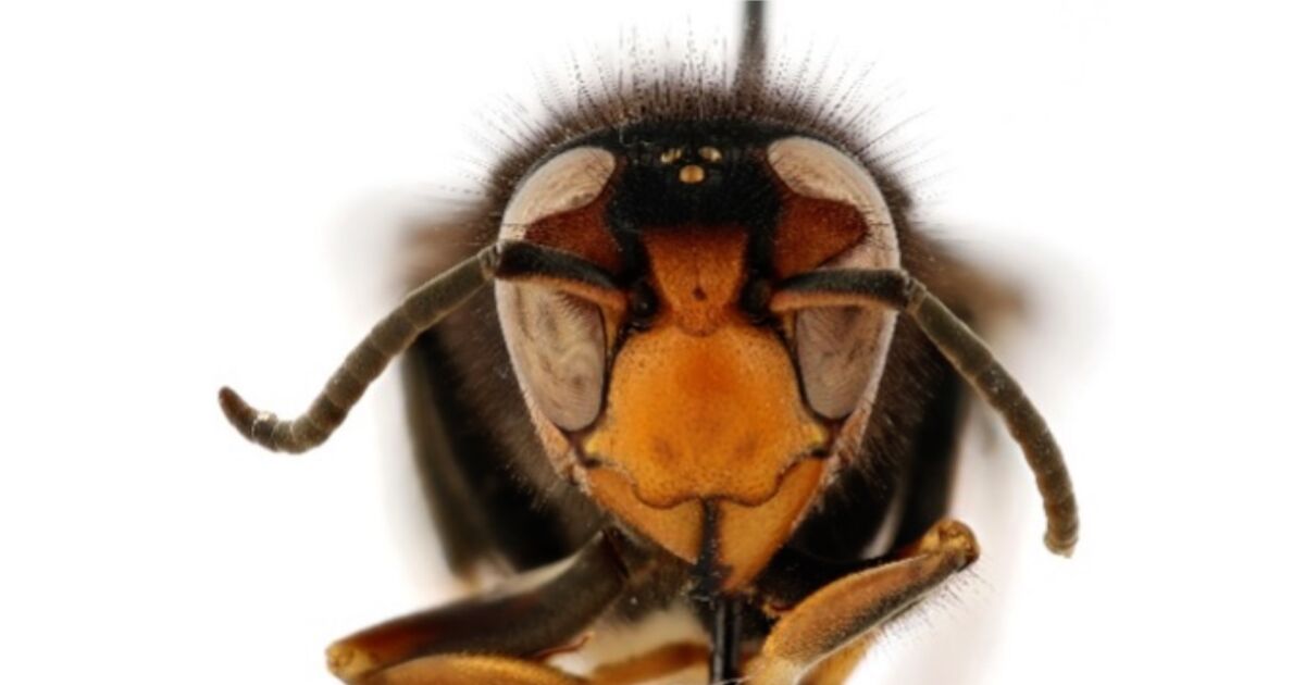 Invasive Yellow-Legged Hornet Discovered in US for First Time | NTD
