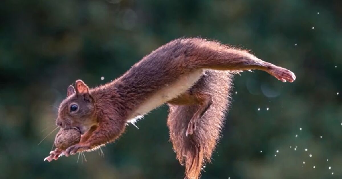 Rwandan Photographer Captures the ‘Joy’ of Red Squirrels | NTD