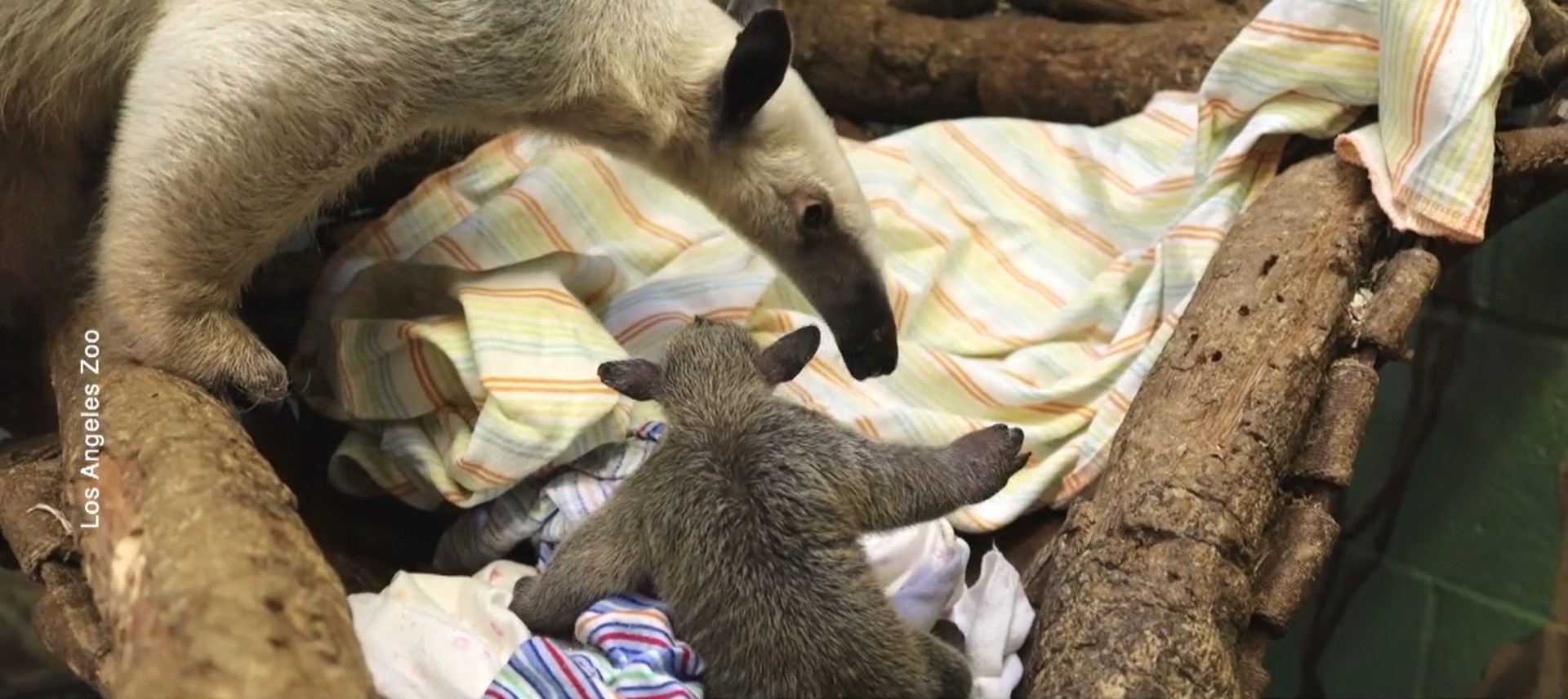 LA Zoo Welcomes New Pup: Tamandua Anteater | NTD
