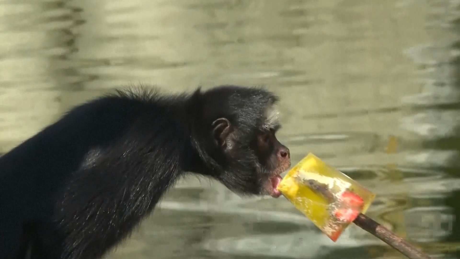 Ice Pops Keep Zoo Animals Cool in Brazil as Weather Heats Up | NTD
