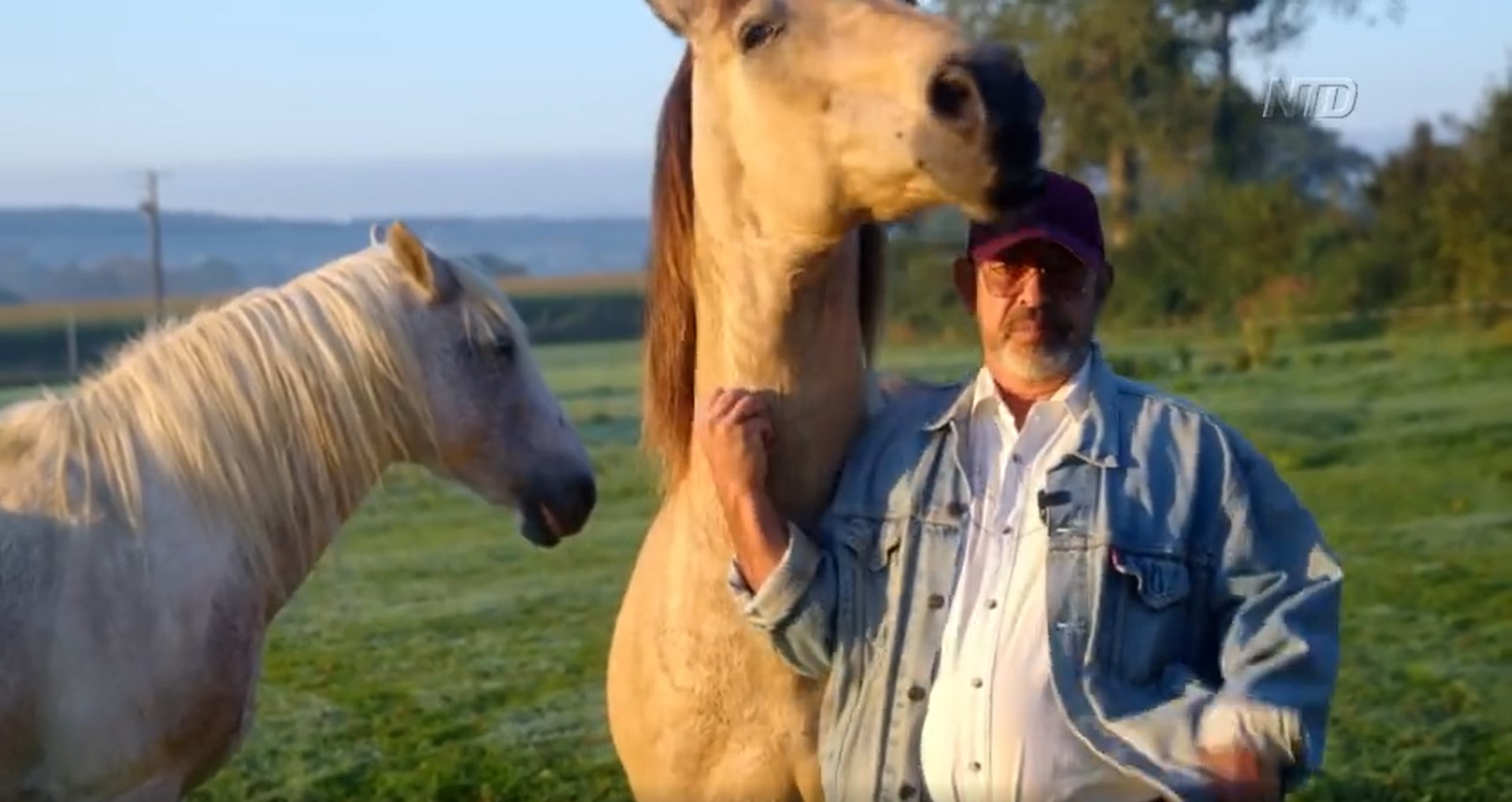 How Horses Help Humans Overcome Trauma | NTD