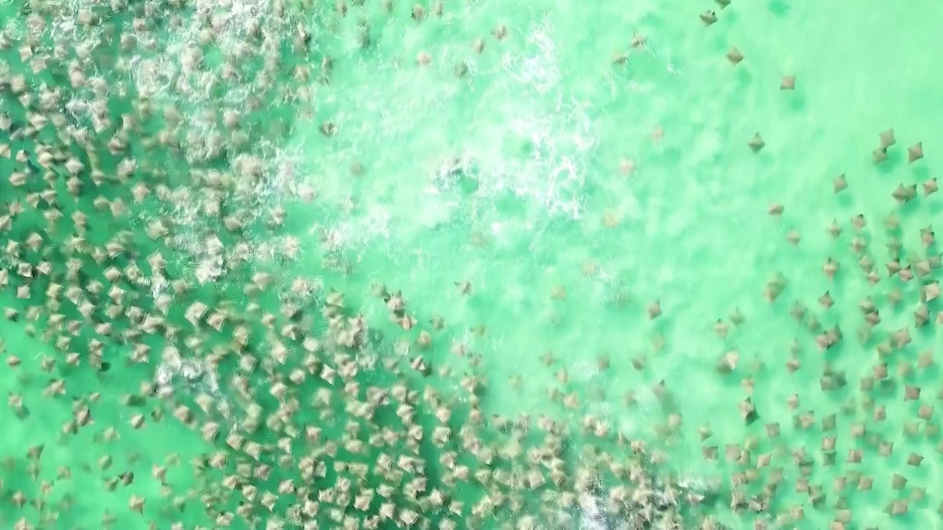 Jaw-Dropping Drone Footage: Shark Chases Hundreds of Stingrays Off ...