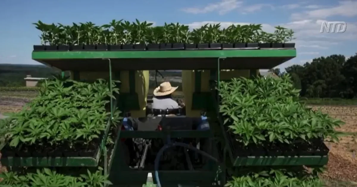 China Turning Oklahoma Land Into Drug Farms: Senator | NTD