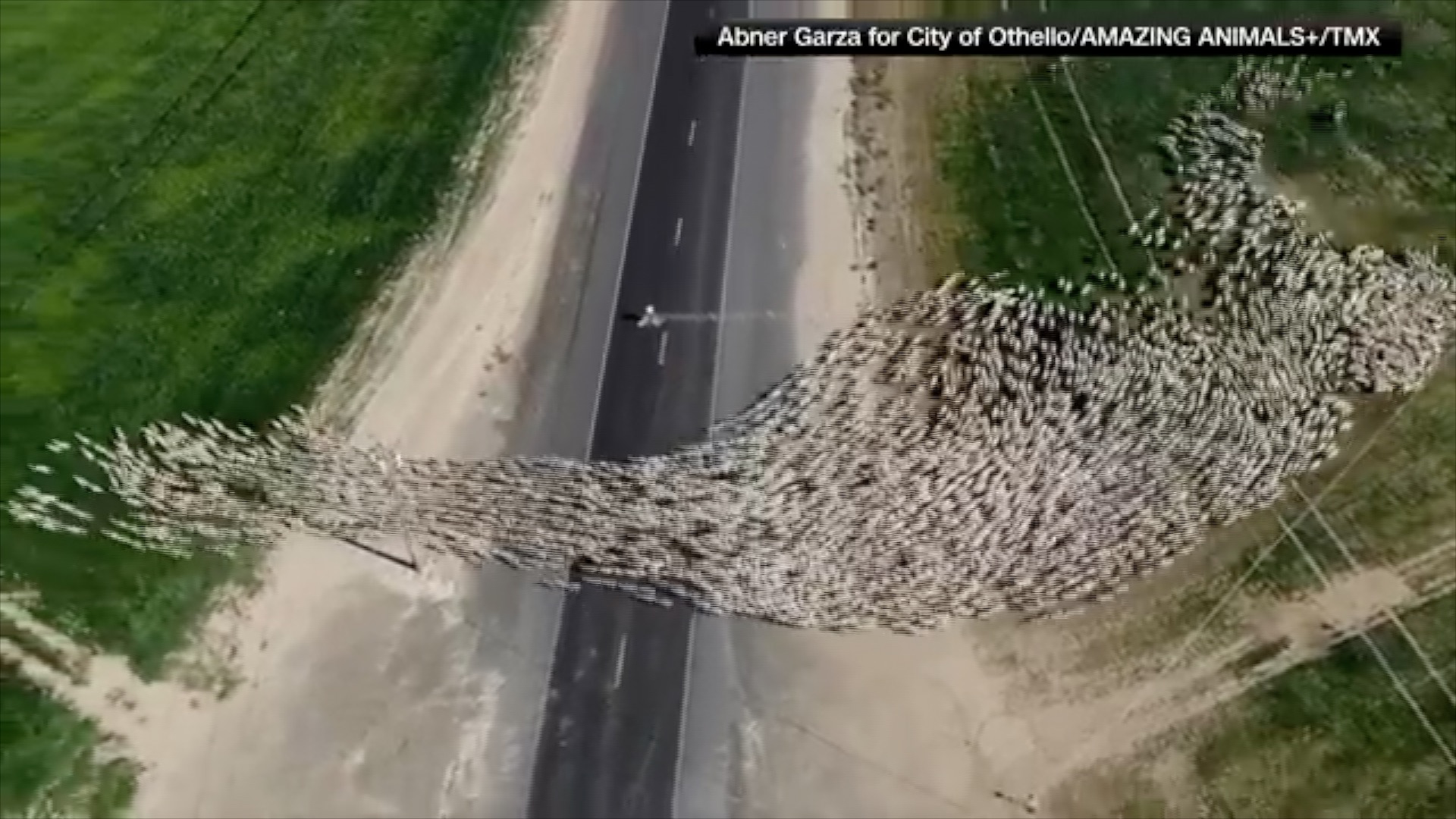 Drone Captures Massive Sheep Herd Crossing Highway, Cows Forming Smiley Face | NTD