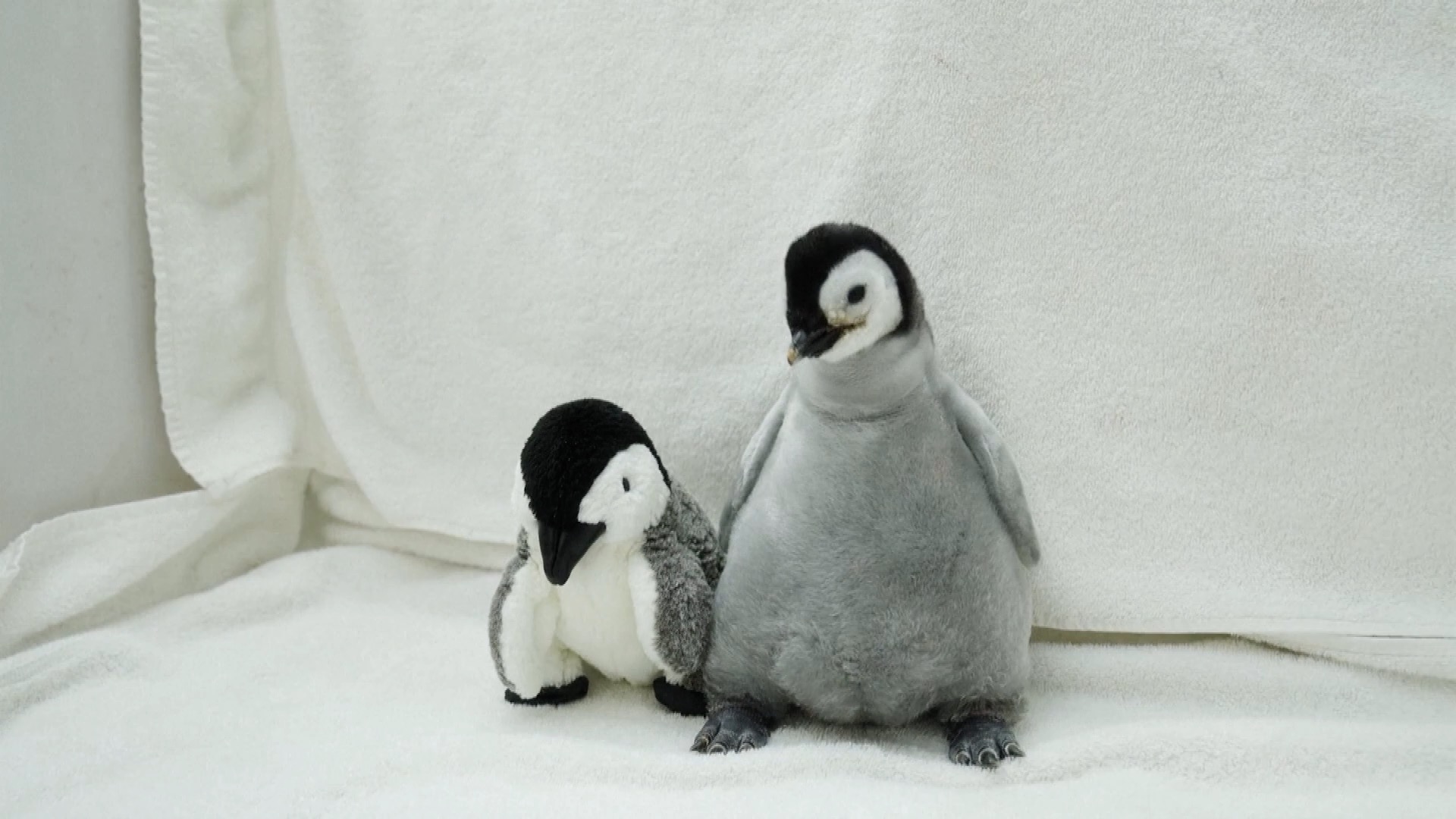 Emperor Penguin Chick at San Diego SeaWorld Named ‘Pearl’ by Public | NTD