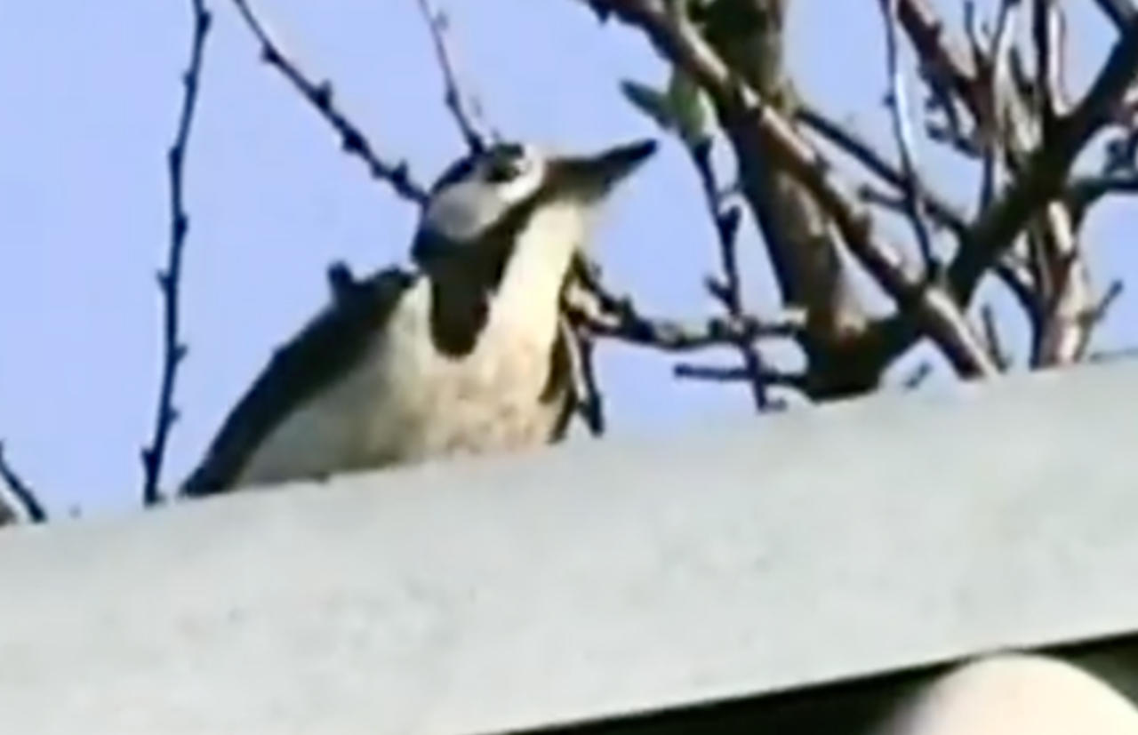 Woodpecker or Machine Gun? | NTD