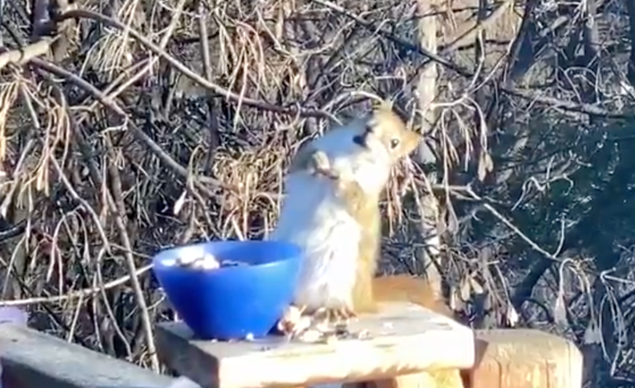 Drunk Squirrel Almost Falls Over After Eating Fermented Pears | NTD