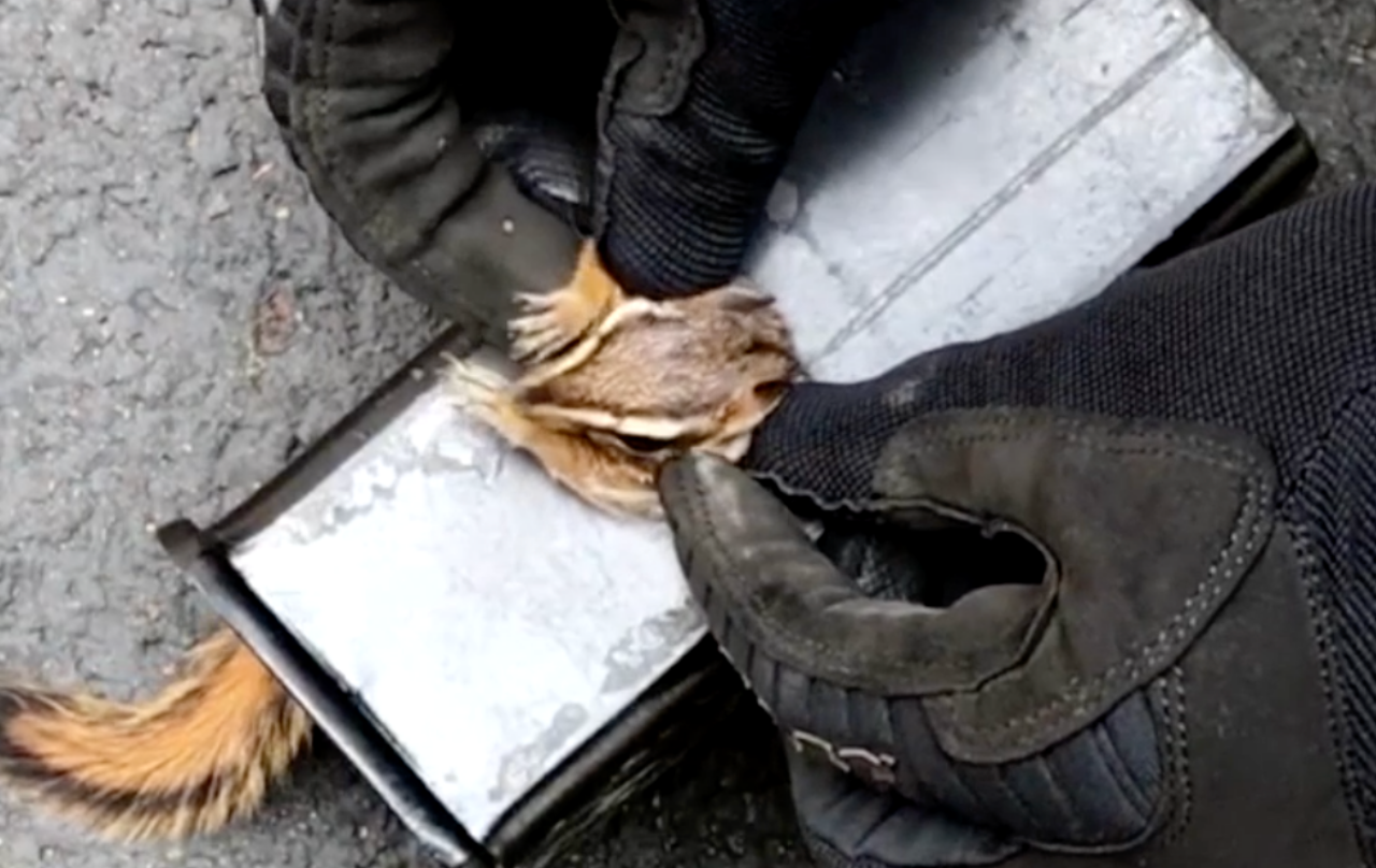 Man Frees Stuck Chipmunk | NTD