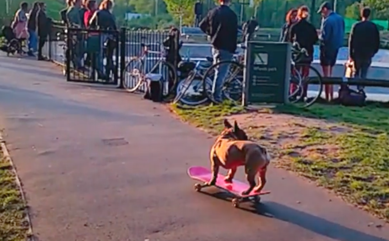 Talented Skateboarding Dogs Will Make Your Day | NTD