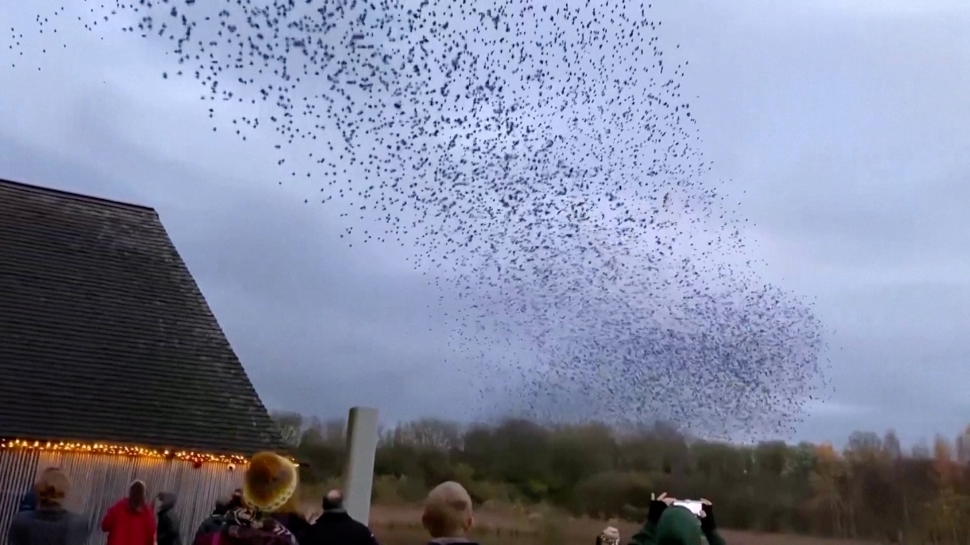 Stunning Starling Murmuration Captured Over UK Nature Reserve | NTD