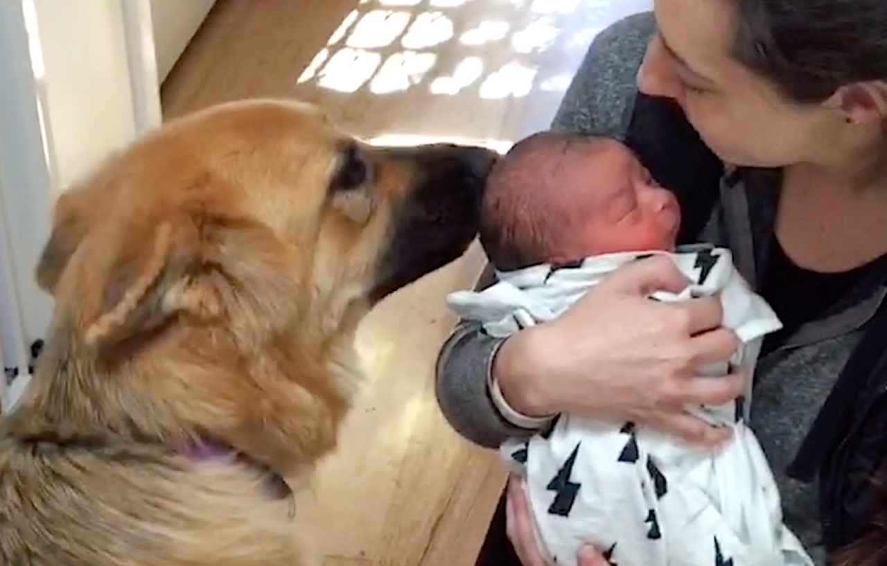 Dogs Welcome Newborn Baby | NTD
