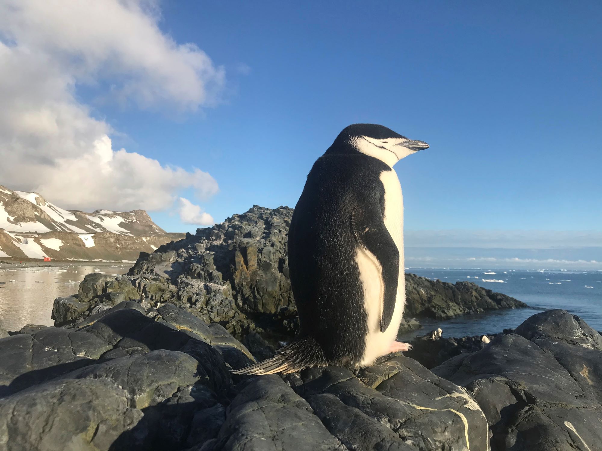 Penguin Parents Sleep for Just a Few Seconds at a Time to Guard ...