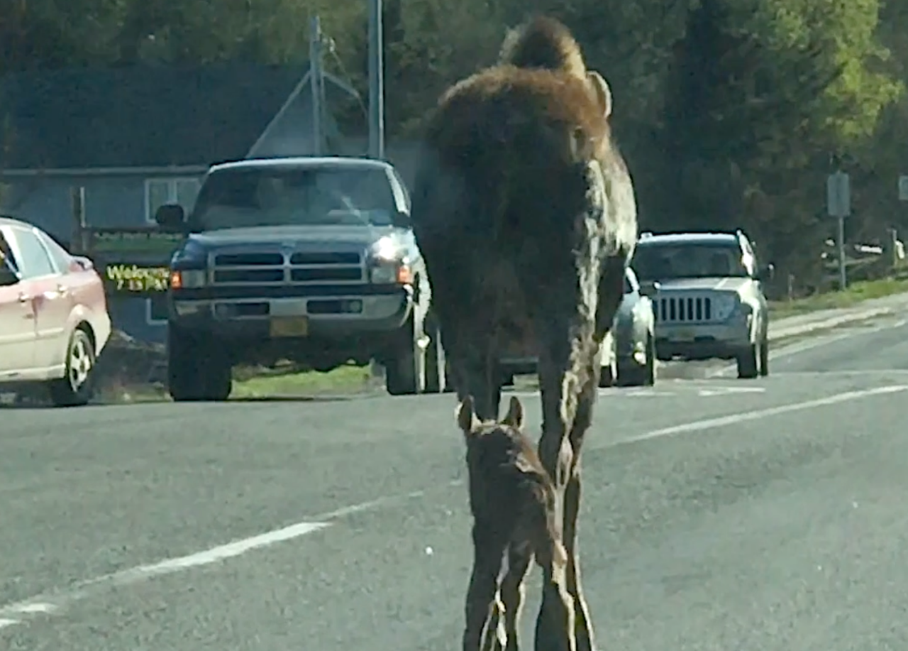 Moose Mom and Newborn Walk on Highway | NTD