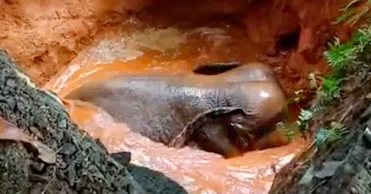 Elephant Rescued After Falling Into 10-Foot-Deep Well | NTD
