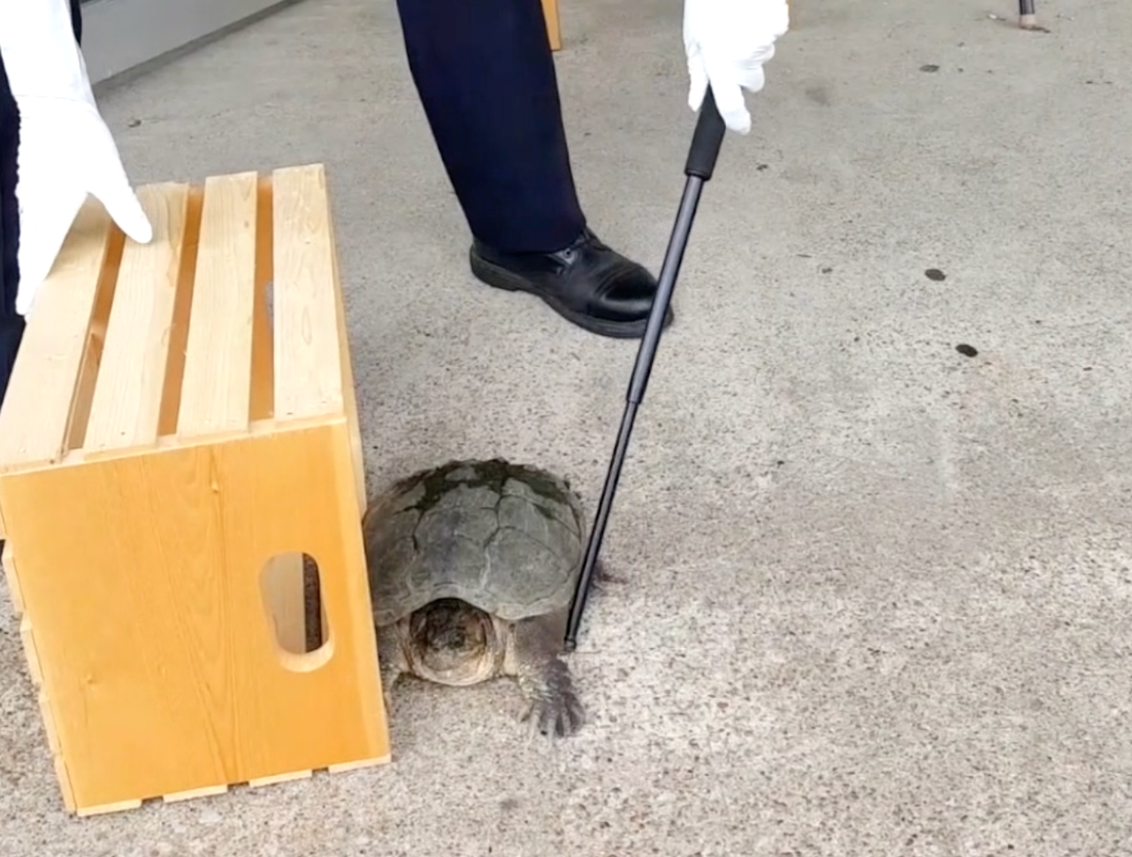 Police Officer Afraid of Snapping Turtle | NTD