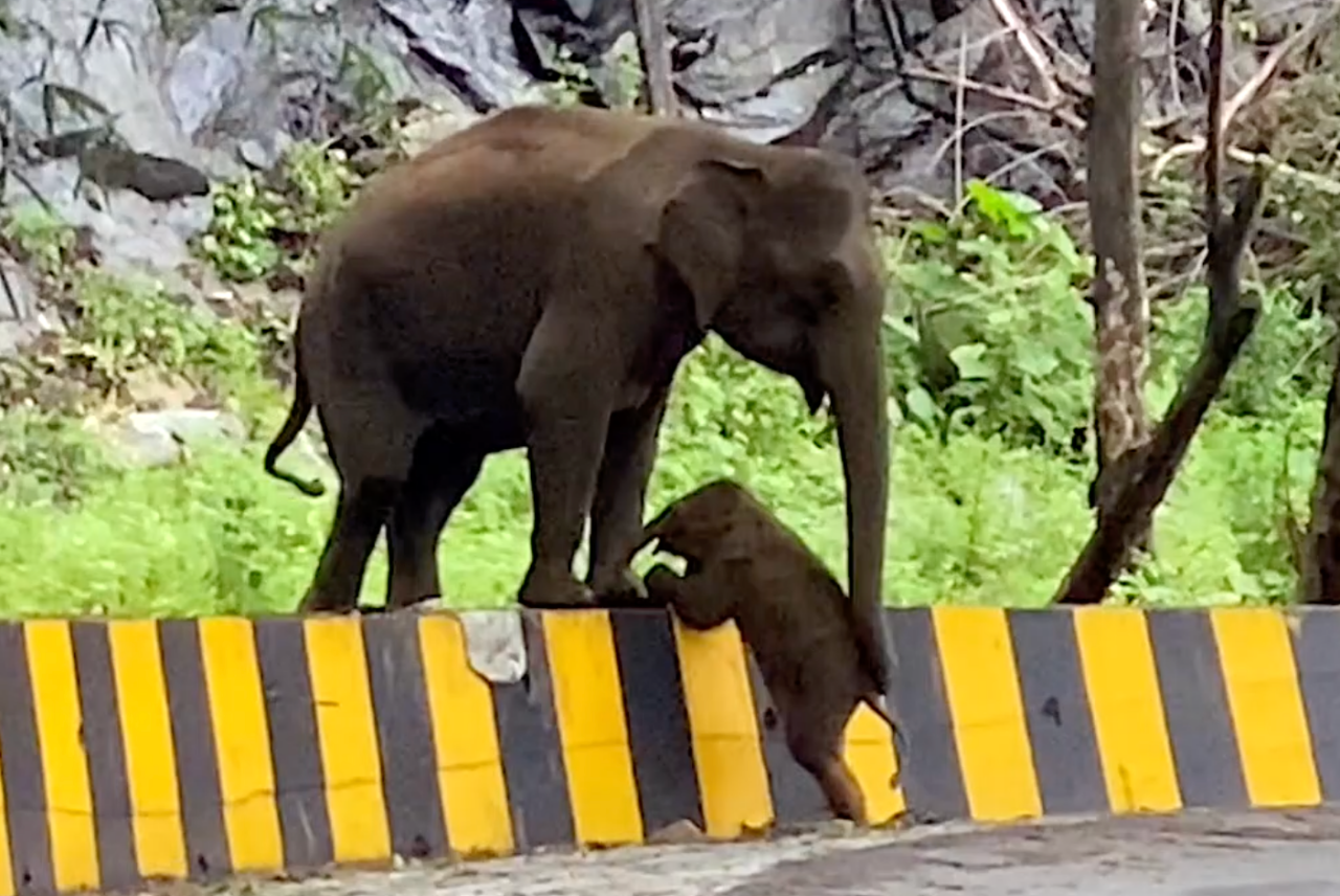 Mama Elephant Helps Baby Over Barrier | NTD