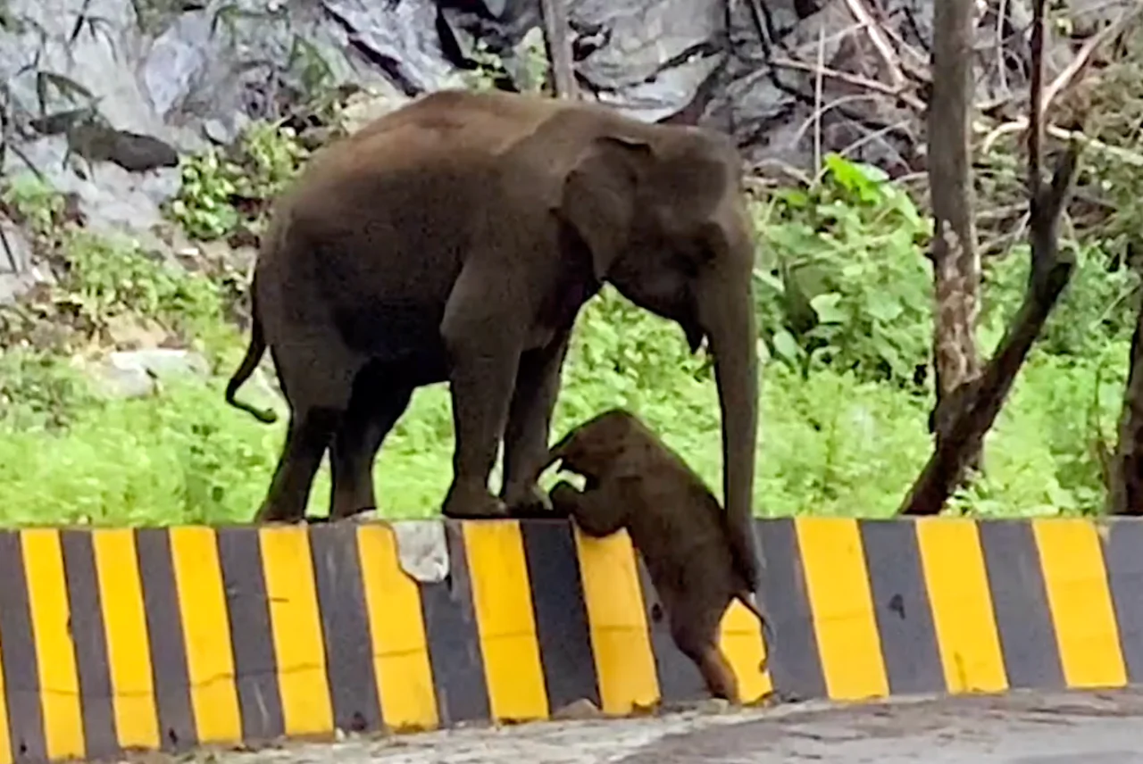 Mama Elephant Helps Baby Over Barrier | NTD