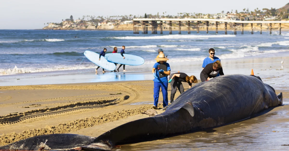 52-Foot-Long Dead Fin Whale Washes up on San Diego Beach; Cause of Death Unclear | NTD