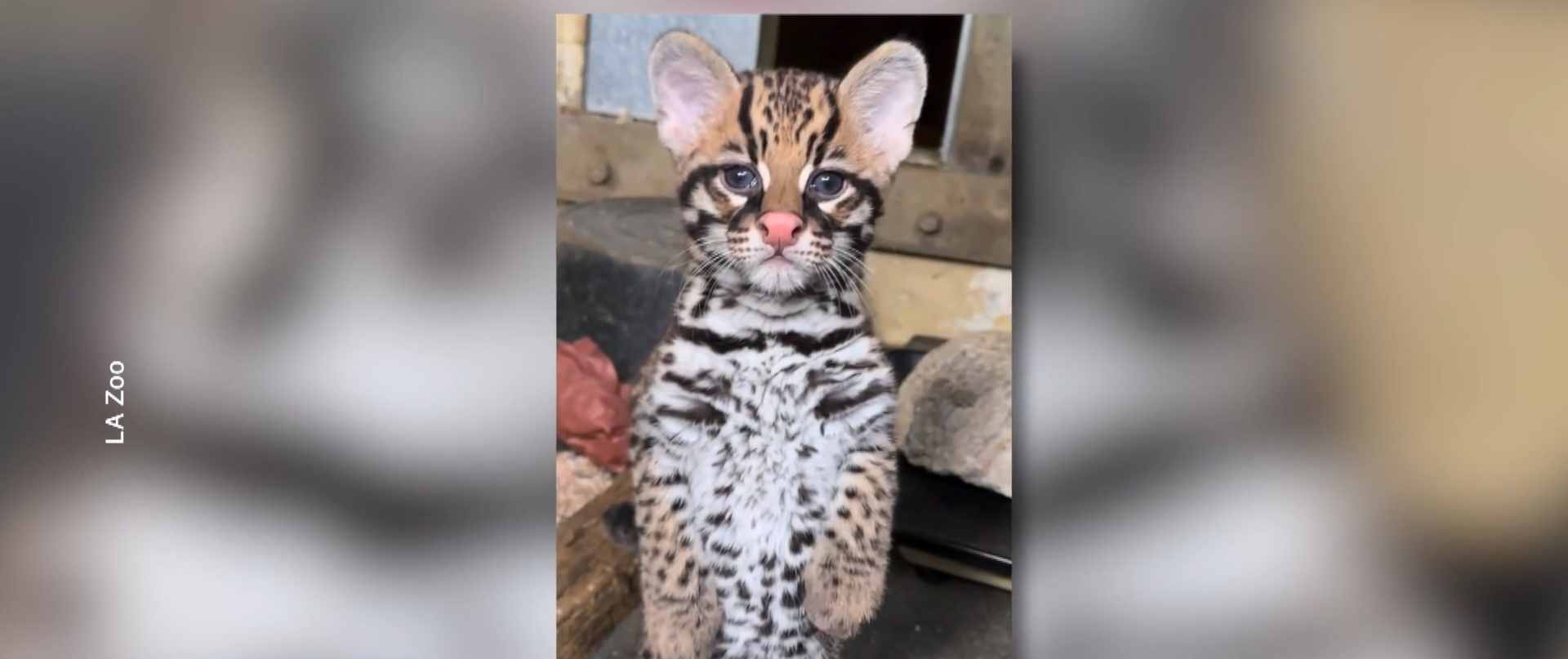 Los Angeles Zoo Announces Birth of Ocelot Kitten | NTD