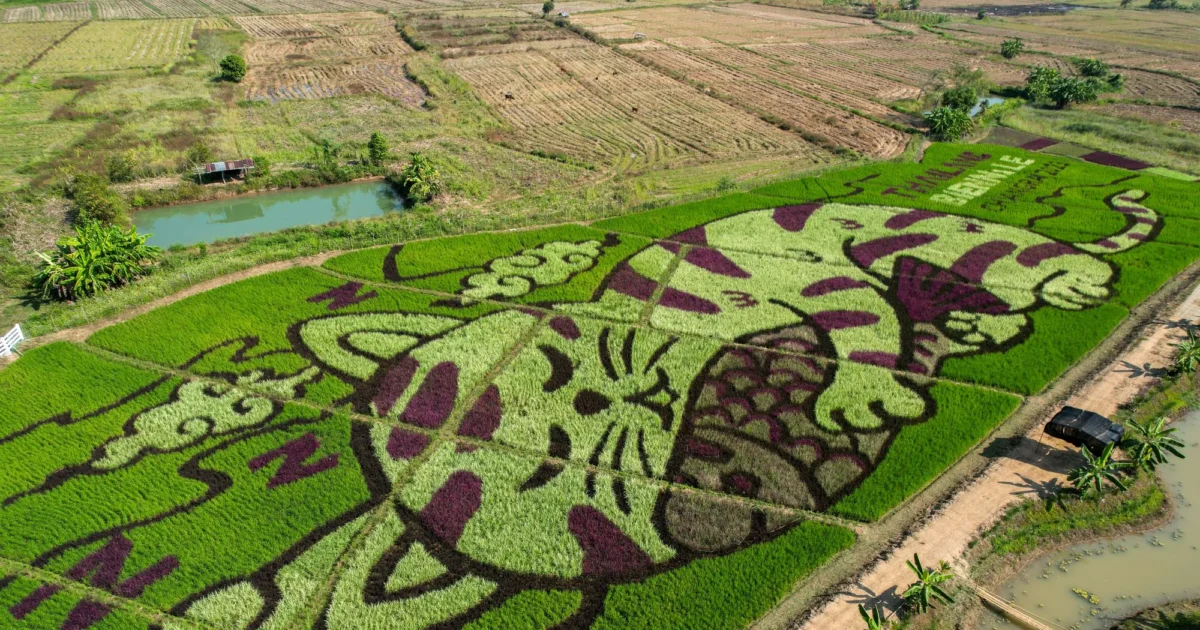 Thai Rice Farmer Makes Art With Plantings That Depict Cats | NTD