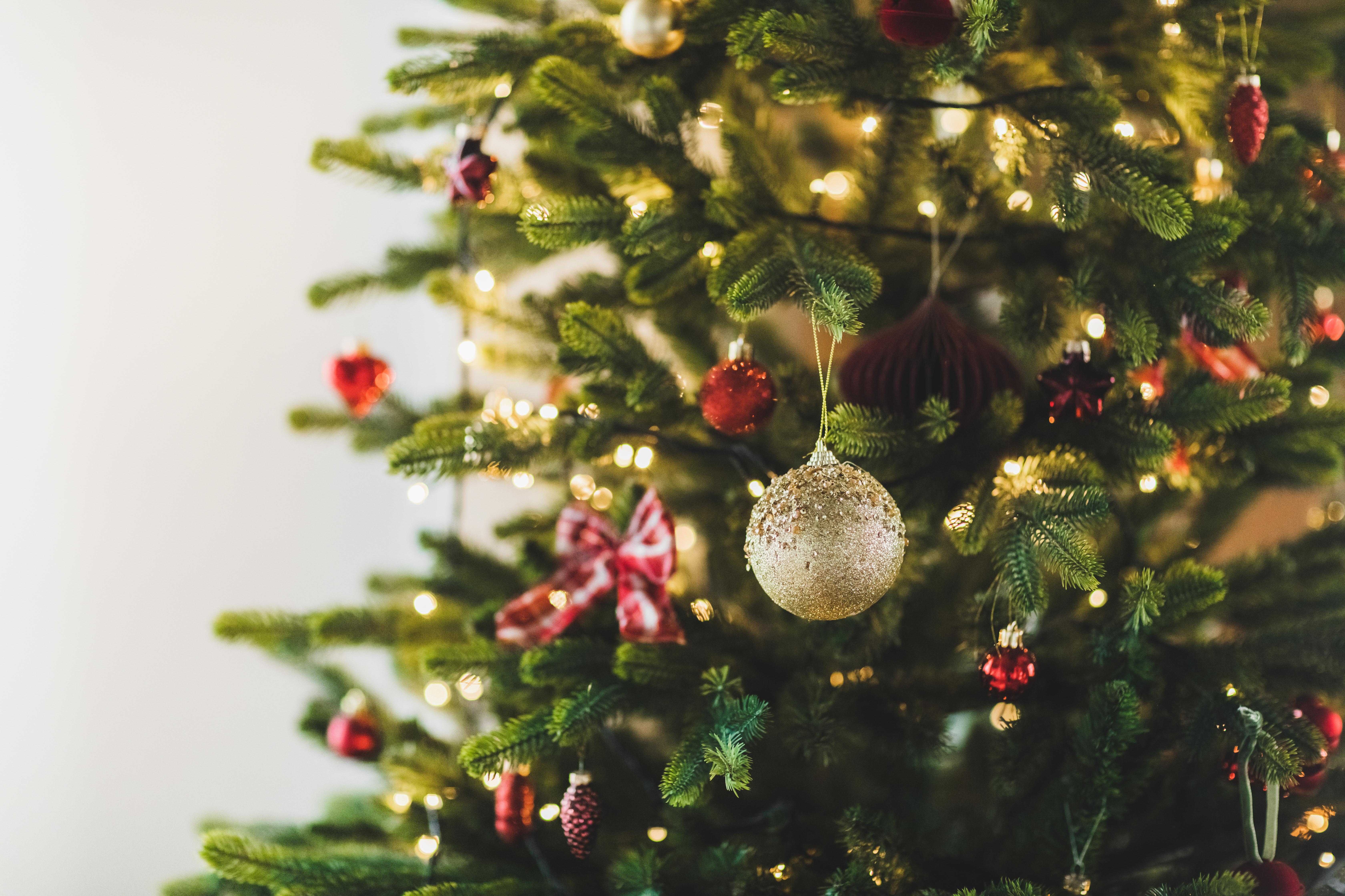 Christmas Debate: Fake Trees vs. Real Trees | NTD