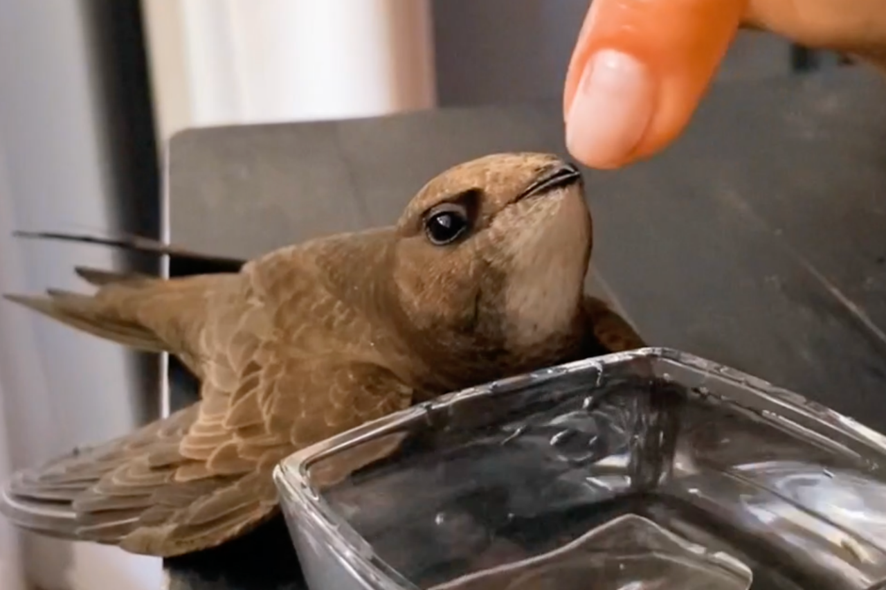 Couple Give Water to Dehydrated Bird Trapped Indoors Before Setting It ...