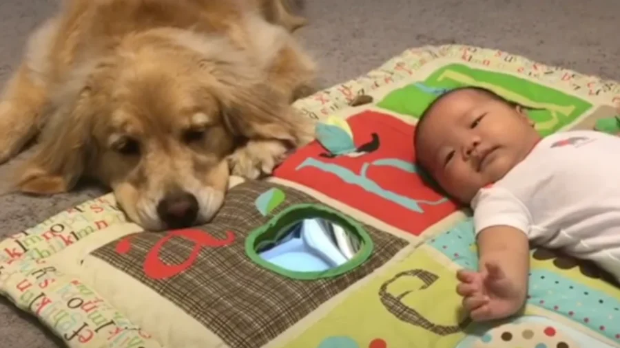 Golden Retriever Patiently Waits for Her Owner's Baby to Grow Up | NTD