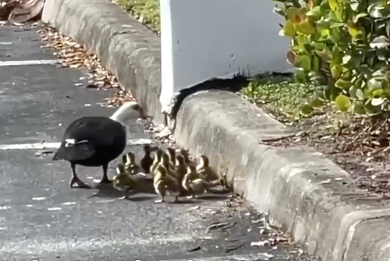 People Rescue Ducklings | NTD