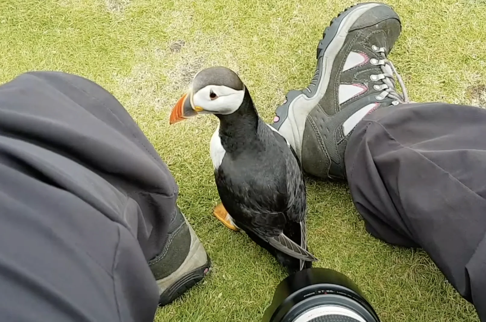 Friendly Puffin Approaches Photographer | NTD