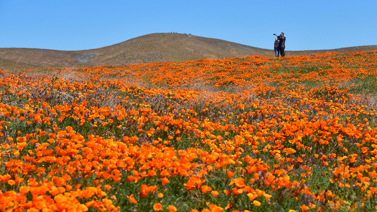 California Anticipates Spring Super Bloom Spectacle | NTD