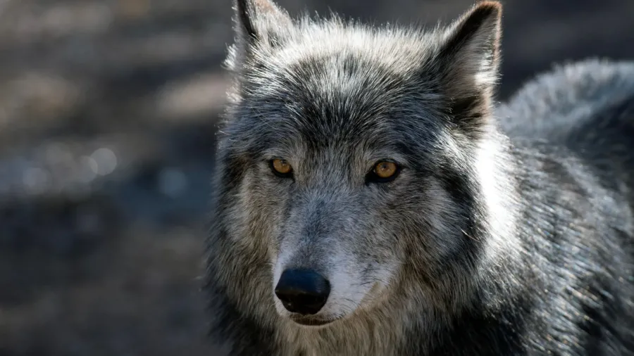 House Votes to Remove Gray Wolves From Endangered Species List | NTD