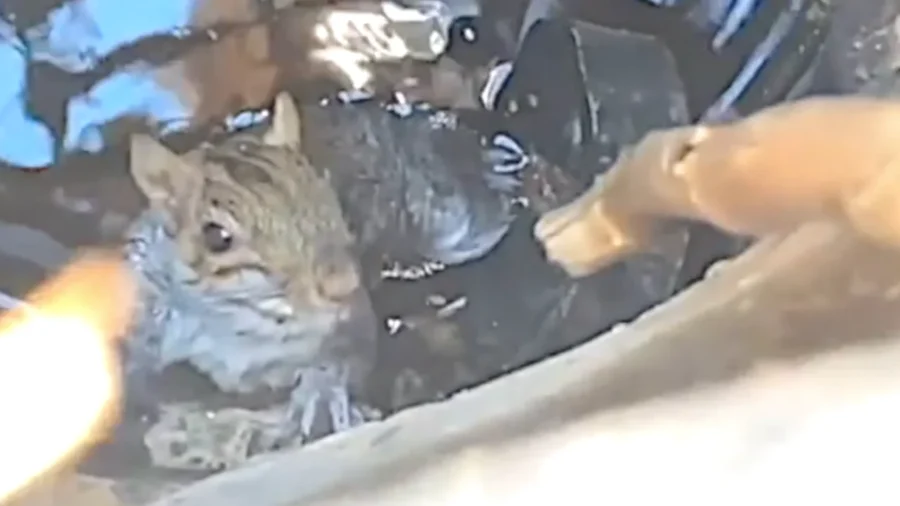 Soggy Squirrel Gets Helping Hand After Getting Itself Stuck Down Sewage ...