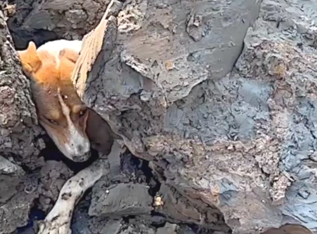 Stuck Dogs Being Rescued | NTD