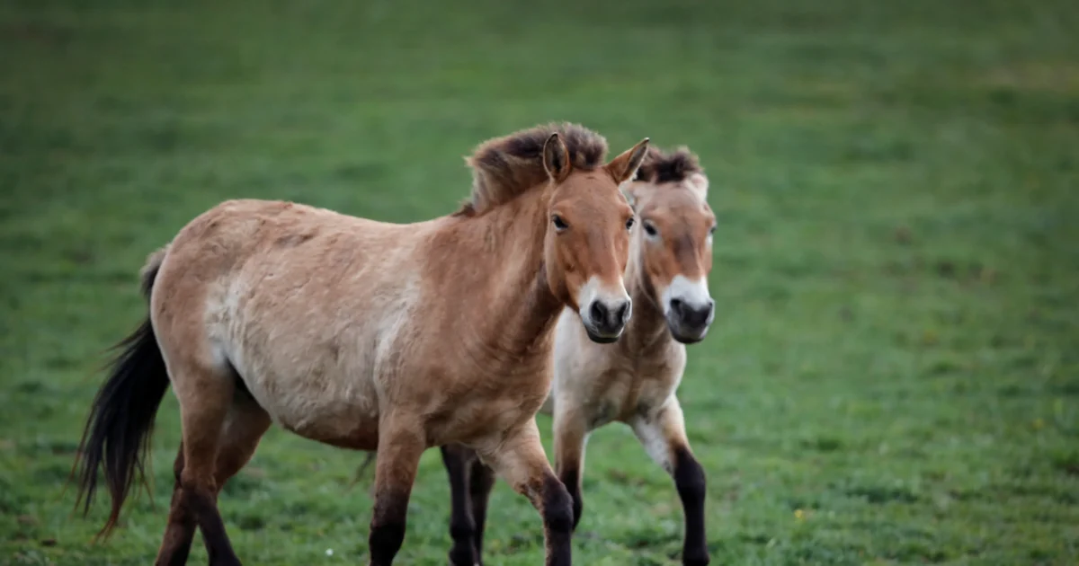Wild Horses Return to Kazakhstan’s Golden Steppe After Some 200 Years | NTD